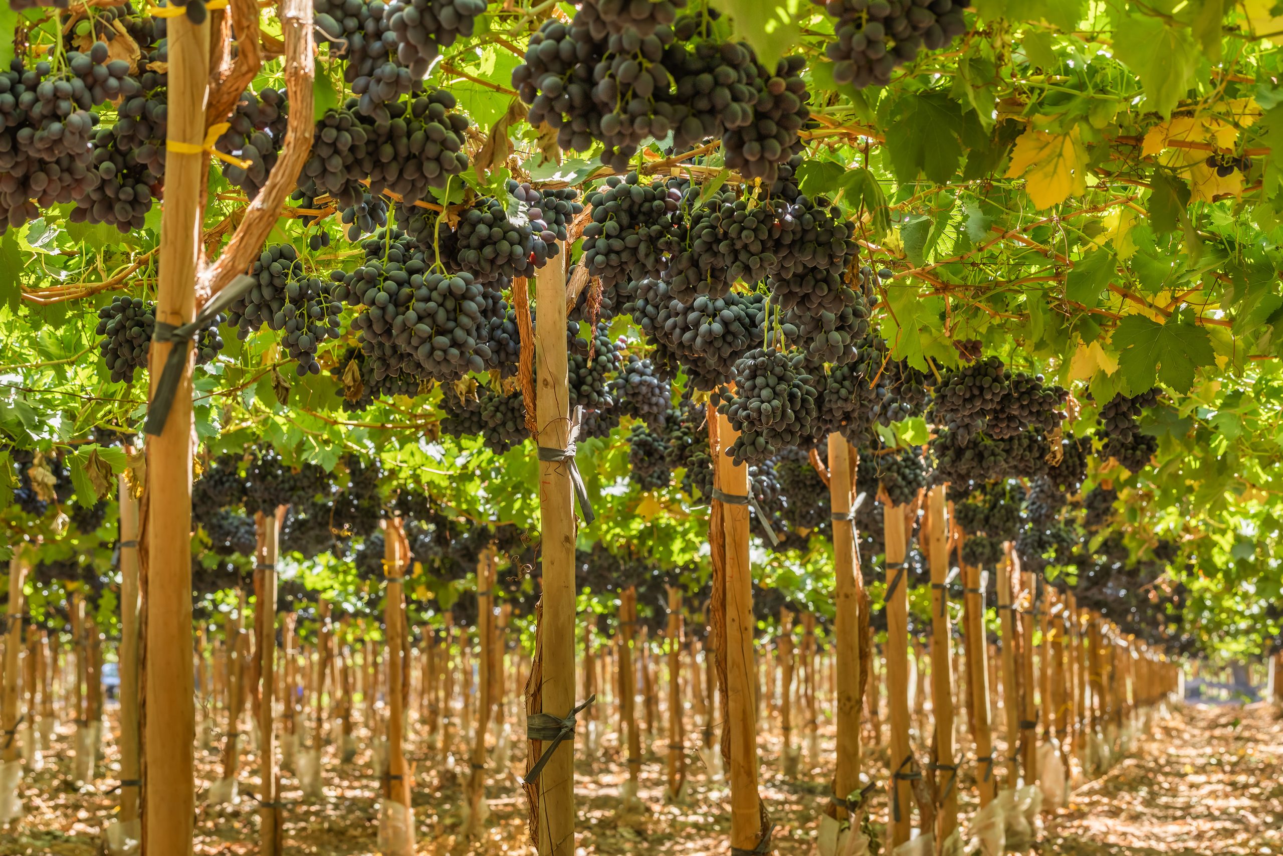 Ranunculus - Chilfresh