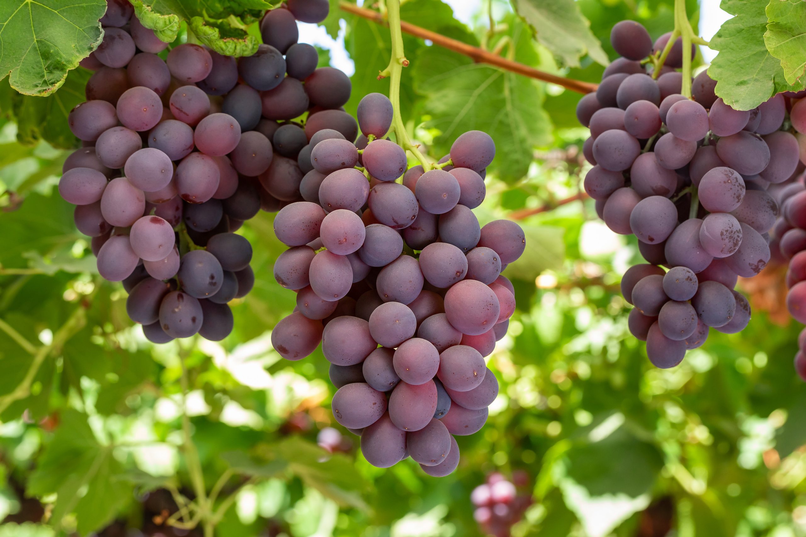 Ranunculus - Chilfresh