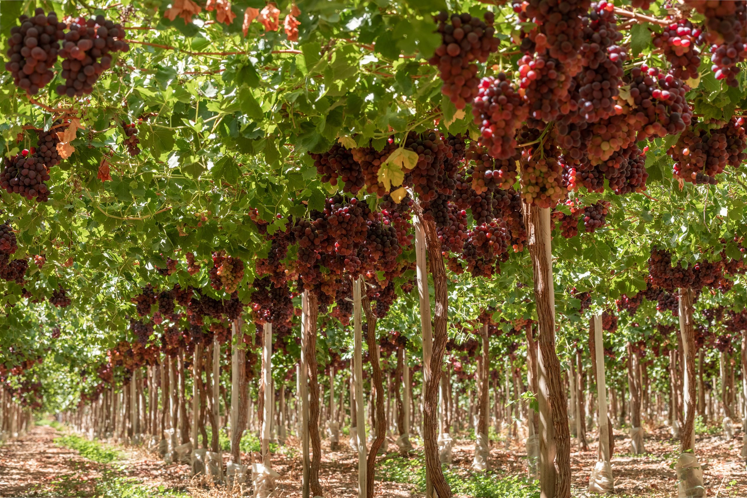 Ranunculus - Chilfresh